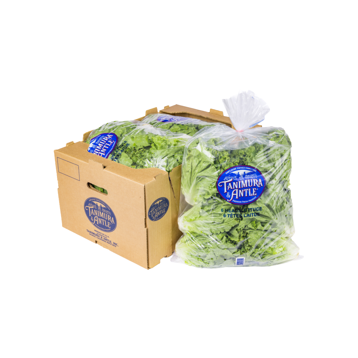TRUE LEAF SHREDDED LETTUCE - US Foods CHEF'STORE