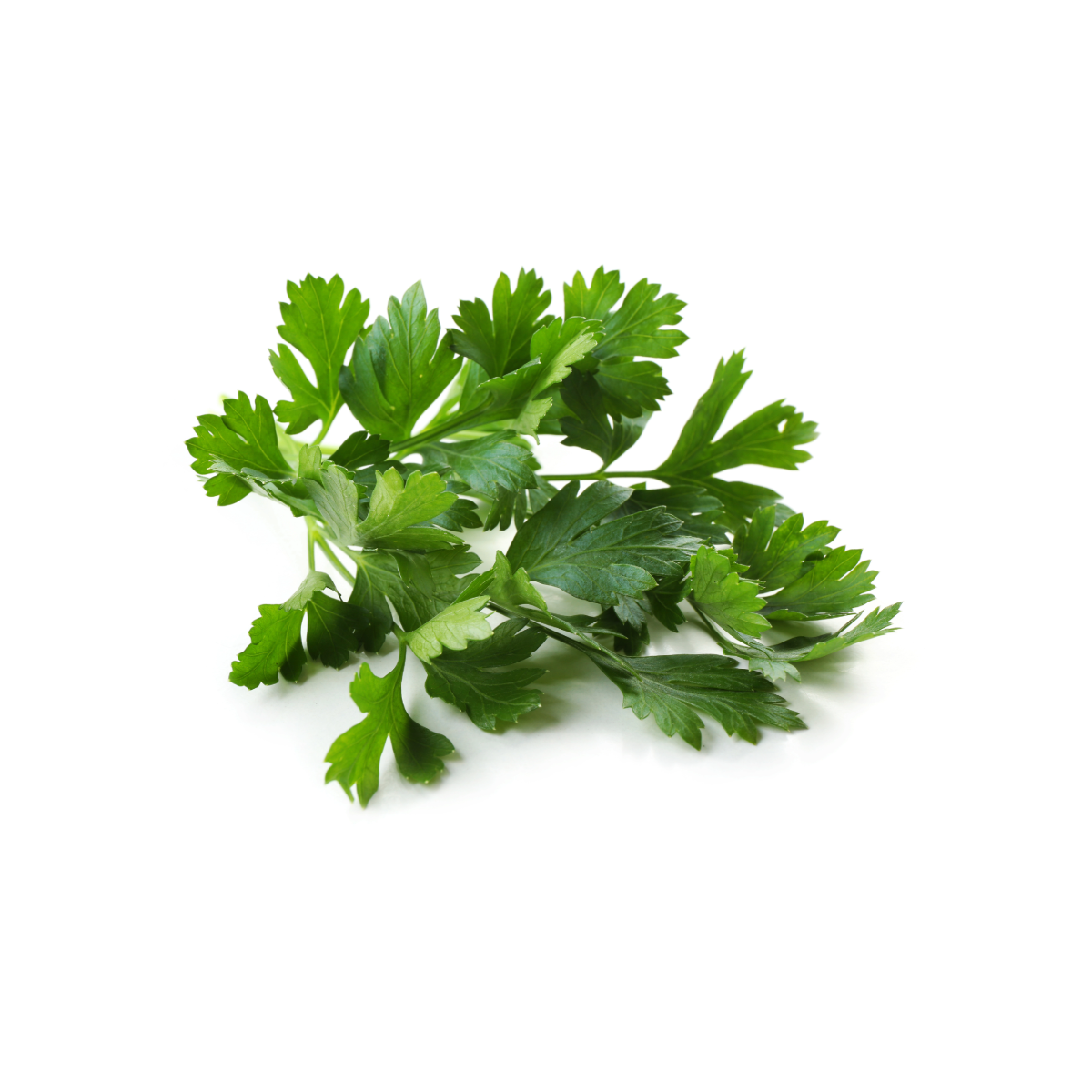 RIVER FRESH FARMS CILANTRO 1 LB BAG - US Foods CHEF'STORE
